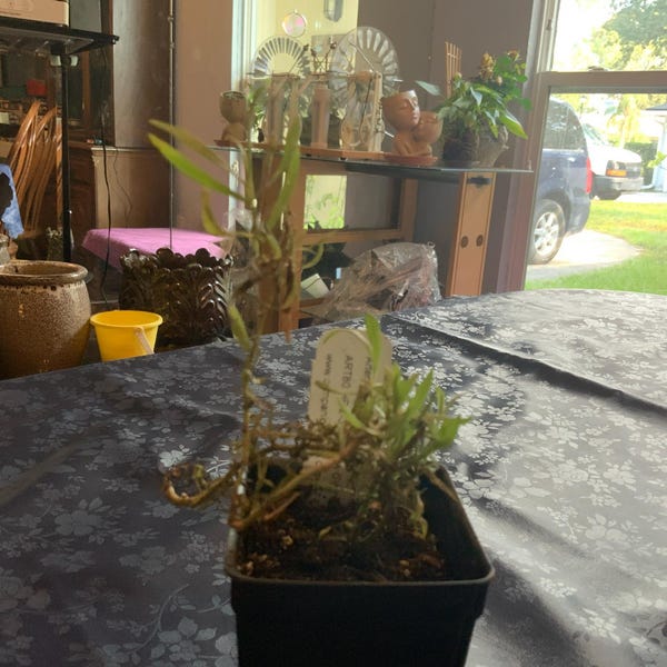 Vetiver LIVE PLANT Vetiver Zizanioides Ayurvedic Plant 4 Pot - Etsy