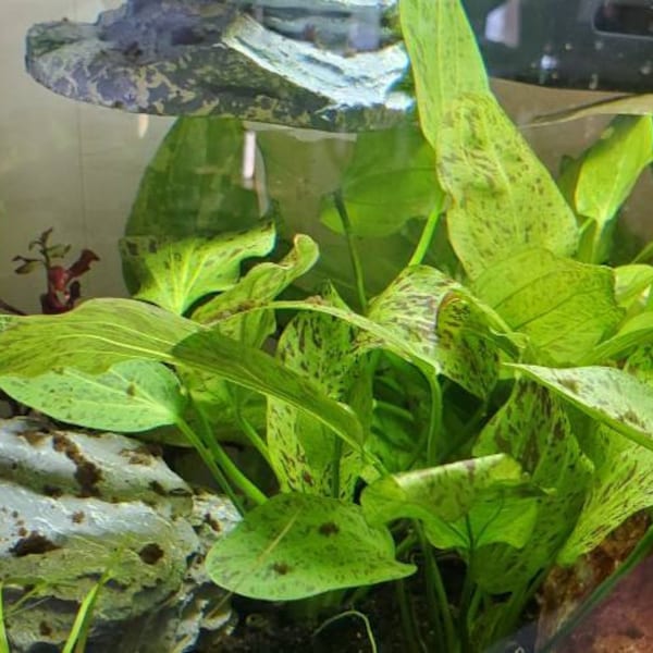Marble Queen Radican Sword Plant (echinodorus Sp.) - BUY3GET1FREE ...