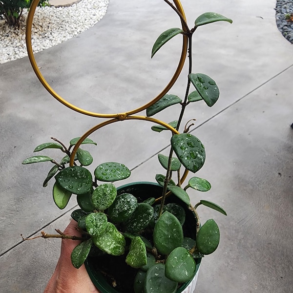 Hoya Mathilde Splash | Live Indoor & Outdoor Tropical House Plant ...