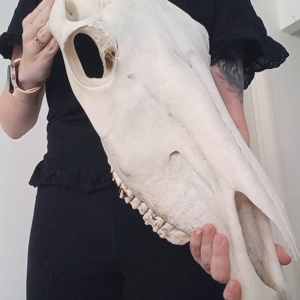 Real Horse Skeleton Named Terry. Complete. 25 Years Old, Huge Male ...