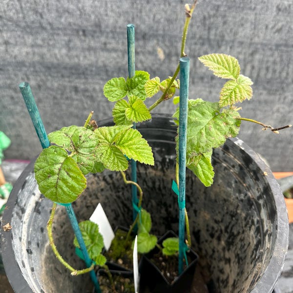 Cascade Harvest Red Raspberry- Very Large Firm Berries, Very Good ...