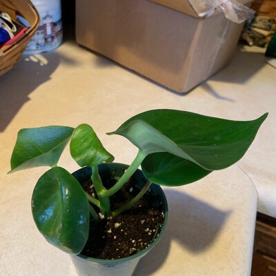 Peperomia Polybotrya Peperomia Raindrop Live Plant Rare - Etsy