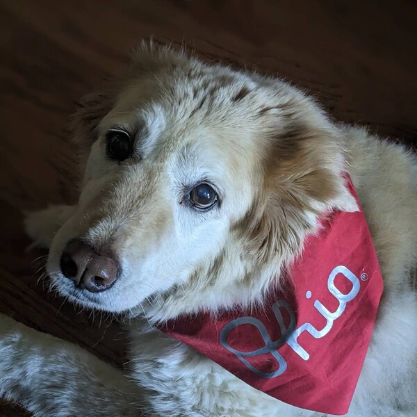 The Ohio State University Brutus Buckeye, Licensed, Over the Collar Dog ...
