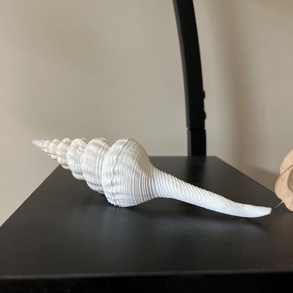 Big Size Hermit Crab Sea Shell, 1 7/8 2 1/4 Opening Hole.green Mother ...