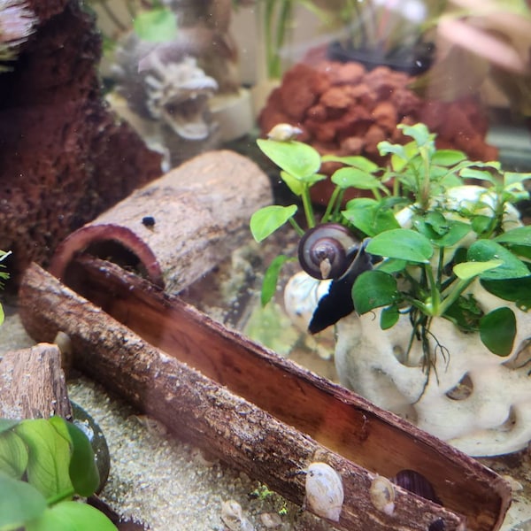 Organic Catappa Bark for Betta Fish, Shrimp Tropical Fish Freshwater ...