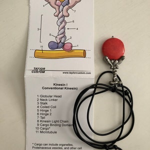 Human Ear Anatomy Keychain | Etsy