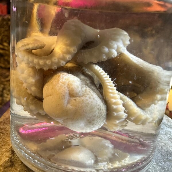 Blue Octopus Wet Specimen on Gothic Stand Oddities Collector Unique ...