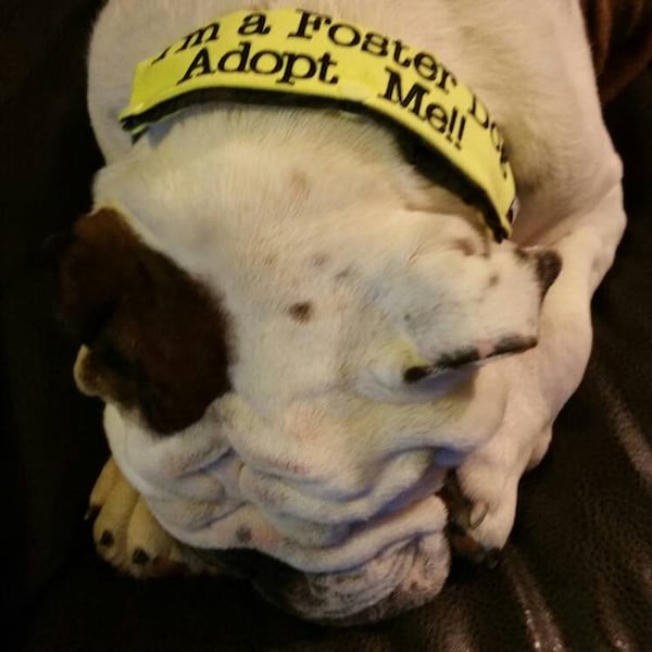 1 I'm a Foster Dog, Choose Which Ending, Leash Sleeve, Collar Wrap ...