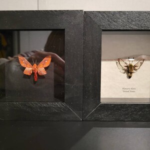 Real Tiny Blue Butterfly Framed Taxidermy Jamides Euchylas - Etsy