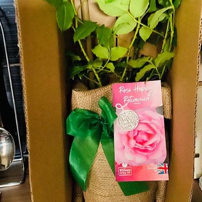Happy Retirement Rose Bush Gift Wrapped Help A Colleague or Friend ...