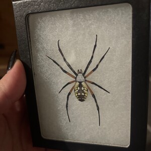 REAL Orb Weaver Teardrop Spider on Real Preserved Spider Web - Etsy