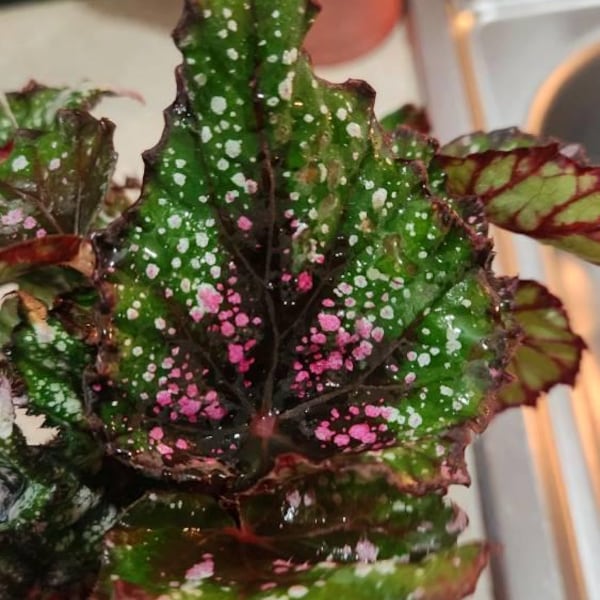 Begonia Jurassic Watermelon - Rex Begonia - Gothic Decor - Tropical ...
