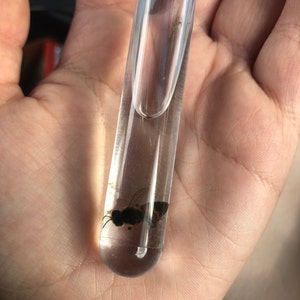 Natal Plum, Large Num Num Plant Cutting Organic Fruit Carissa ...