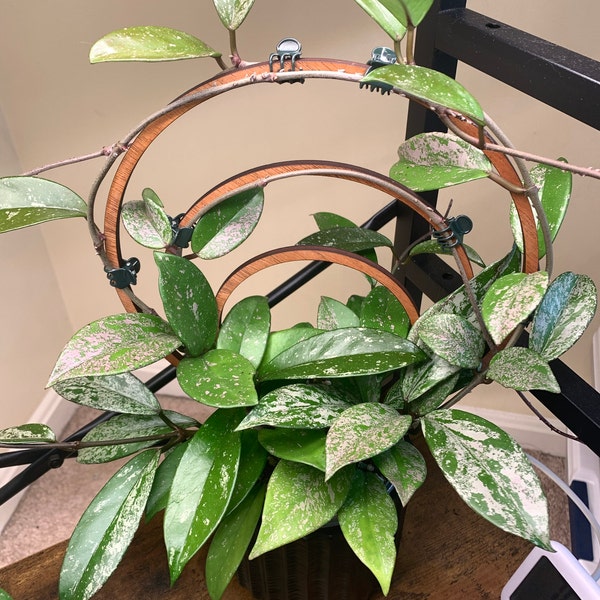 Triple Hoop Houseplant Trellis (2 Sizes) | Wooden Round, Endless Circle ...