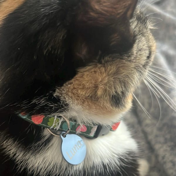 Cute Dog Harness - Personalized Harness - Female Dog Harness ...