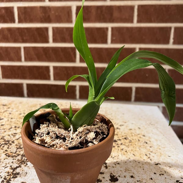 Oncidium Sharry Baby 'red Fantasy', Famous Orchid With Chocolate ...