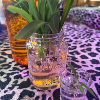 Tamarack Eastern Larch Bare Root 3 Year Old Young Conifer - Etsy