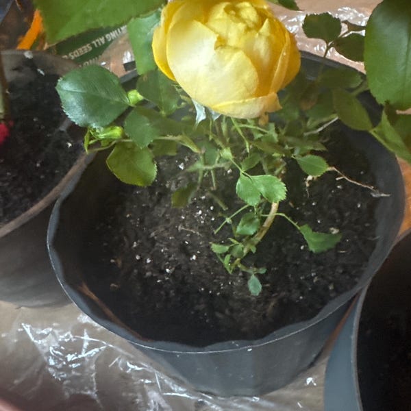 Rare Rose Juice Splash| 果汁飞溅 | Rainbow Flower 1 Gallons. - Etsy