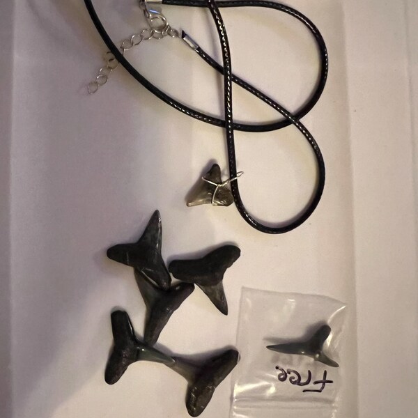 Make Yer Own Shark Art Kit Reef Shark 8x10 - Etsy