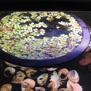 XL Aquarium Feeding Portal - Etsy