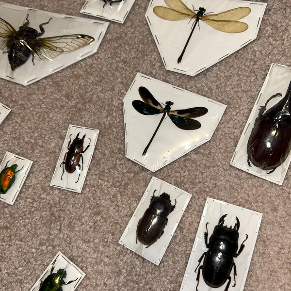 Assorted Bugs Insects Specimen Wholesale Mix Lot Bulk - Etsy