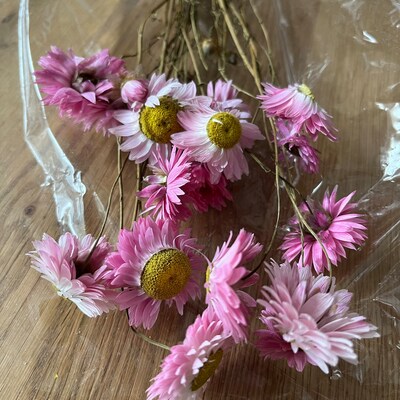 Dry and Preserved Botao Flowers, Dry Babala, Dry Worm Grass in Fuchsia ...