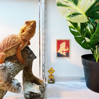 Bearded Dragon Eating French Fries Tank Decor Bearded Dragon Art French ...