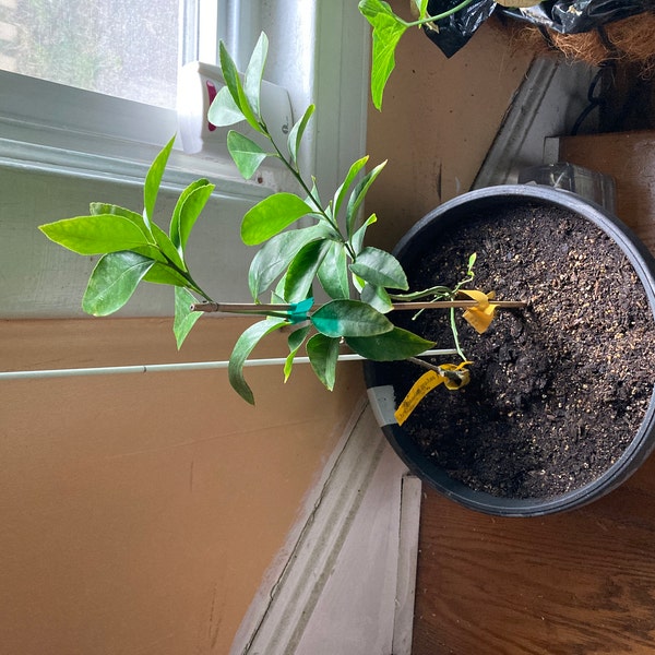 MEYER LEMON TREE (valley Lemon) - Texas Grown - Certified Nursery ...