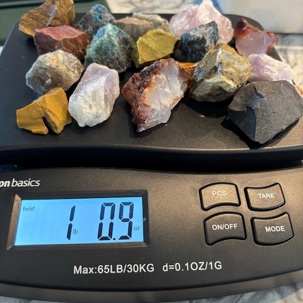 Fossil Mix | Raw Fossil Hunting Kit | Genuine Assortment of Fossils ...