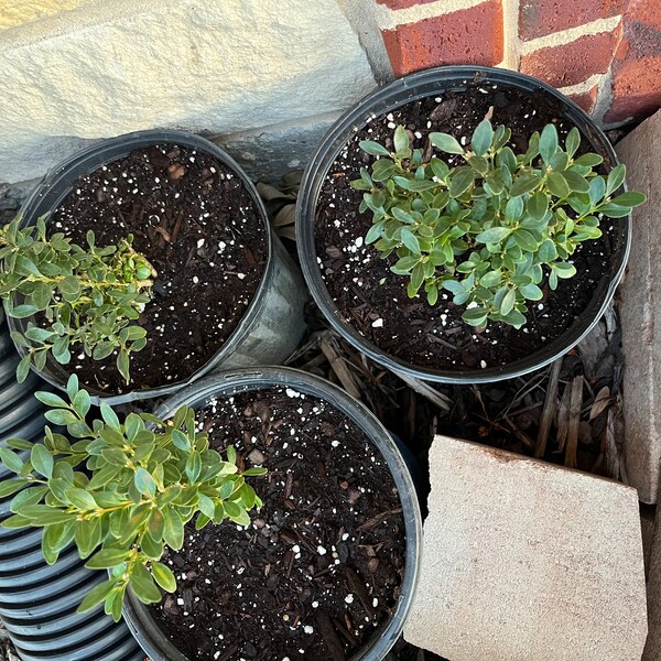 Green Mountain Boxwood Upright Conical Buxus Live Plant Low Maintenance ...