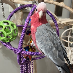 Extra Large Parrot 3 Ring Orbit Swing - Etsy