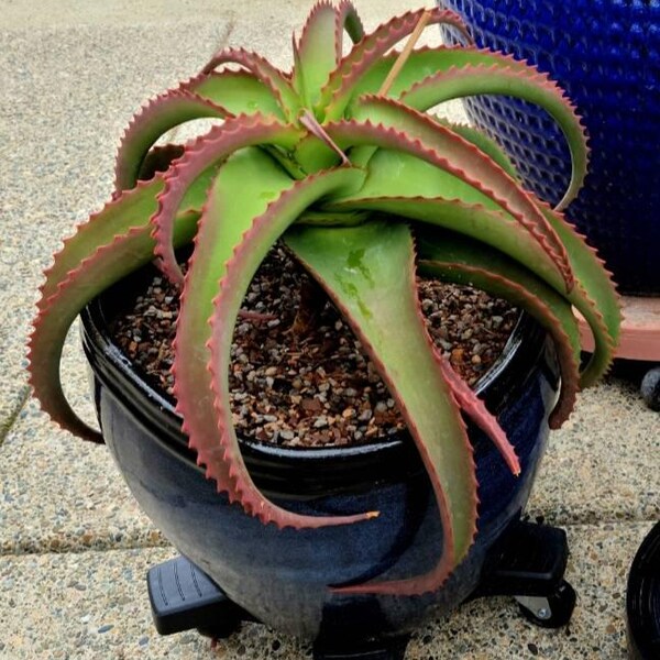 Specimen 5g Aloe Esculenta,rarely Seen Aloe of Angola. Gorgeous ...