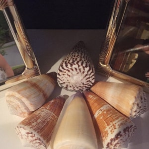 1 to 12 Small to Large Cone Shells Beige Earth Tones Seashell 1 to 3 1/ ...