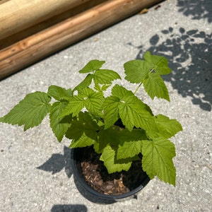 Fall Gold Raspberry Starter Plant Sweet Raspberries Yellow Berry Fruit ...