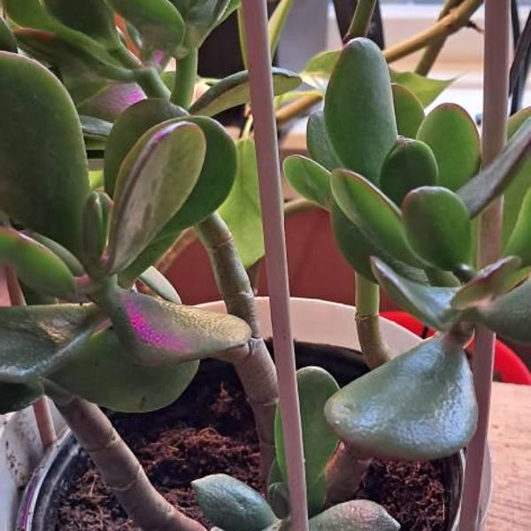 20 Peat Pallets, Best Medium for Plants, Succulents and Flower Seeds ...