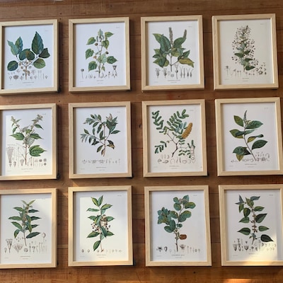 Botanical Studies Set of 12, 8x10 Printables, Antique French Plant ...