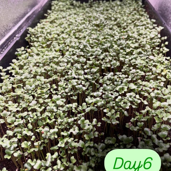 Arugula Sprouting & Microgreens Seeds - Non GMO, Heirloom Sprout Seeds ...