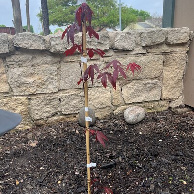 Bloodgood Japanese Maple 18/24 in an ABP Container - Etsy