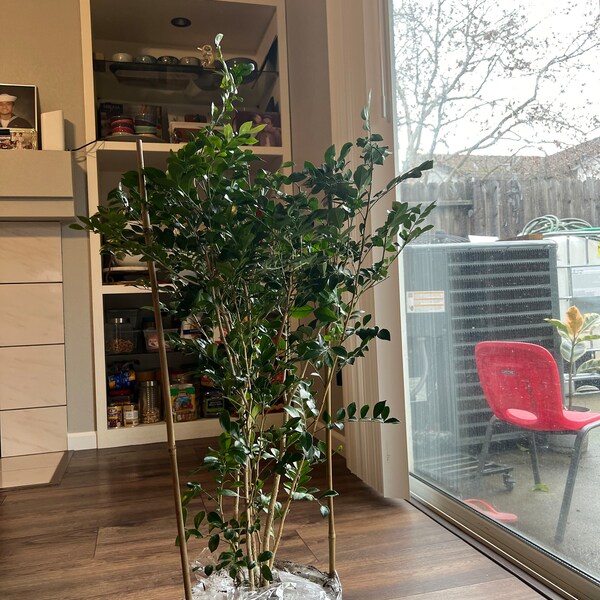 Lake View Jasmine, in 10" Pot, Murraya Paniculata, Orange Jasmine ...