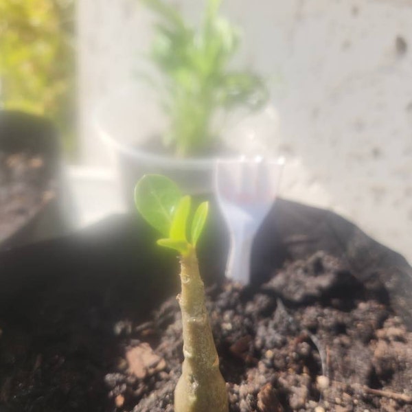 Royal Intenz Magnifica Medinilla Plantlive Well Rooted Starter Plant ...