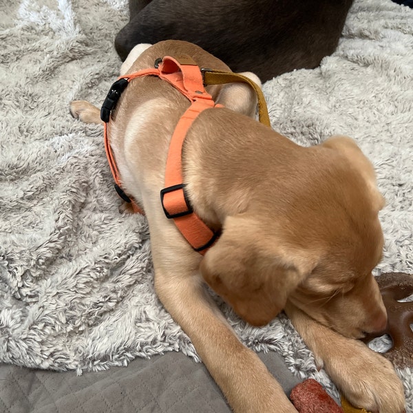 Lof Dog No Pull H-type Harness With Handle, Designed to Fit Dogs Body ...