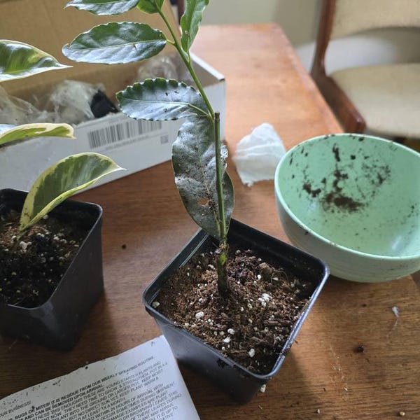 Athens Blue Princess Glory Bush Plant~~tibouchina Urvilleana~small ...
