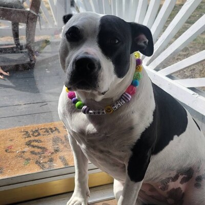 Peach Lilac Julep Beaded Dog Collar Personalized, Spring Pastel Glam ...