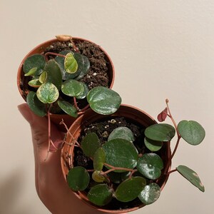 Peperomia Ruby Cascade Trailing Peperomia Trailing Plant - Etsy