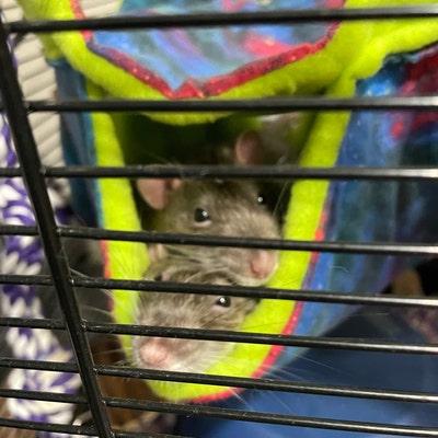 Mismatched Rat Cube Hammock UGLY DUCKLING Random rat Bed, Rat Cage Set ...