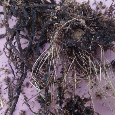 Clearance 20 Ixia Blue Bird Flower Bulbs From Easy to Grow - Etsy