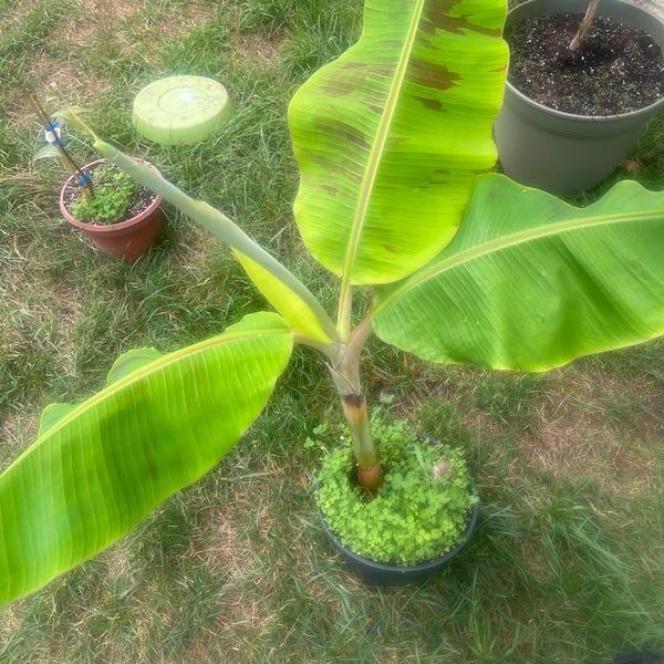 Giant Grafted Rapoza Mango Live Fruit Tree (3-4ft) (MANGIFERA Indica ...