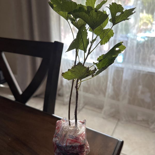 Hass Avocado Seedling 1 Year Old Plant, Shipped in Pot With Soil. - Etsy