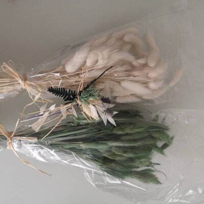 Snowy Lagurus Bleached, White Lagurus, Extra White Rabbit Tail, White ...