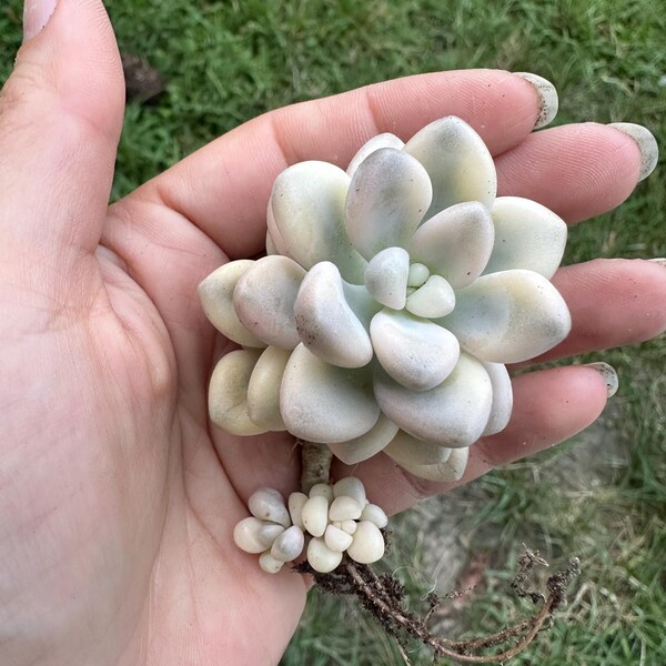 Graptopetalum Ellen Variegated-succulent - Etsy